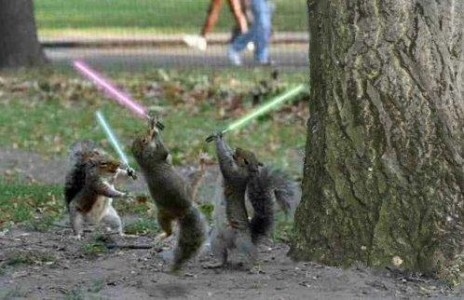Combat squirrels