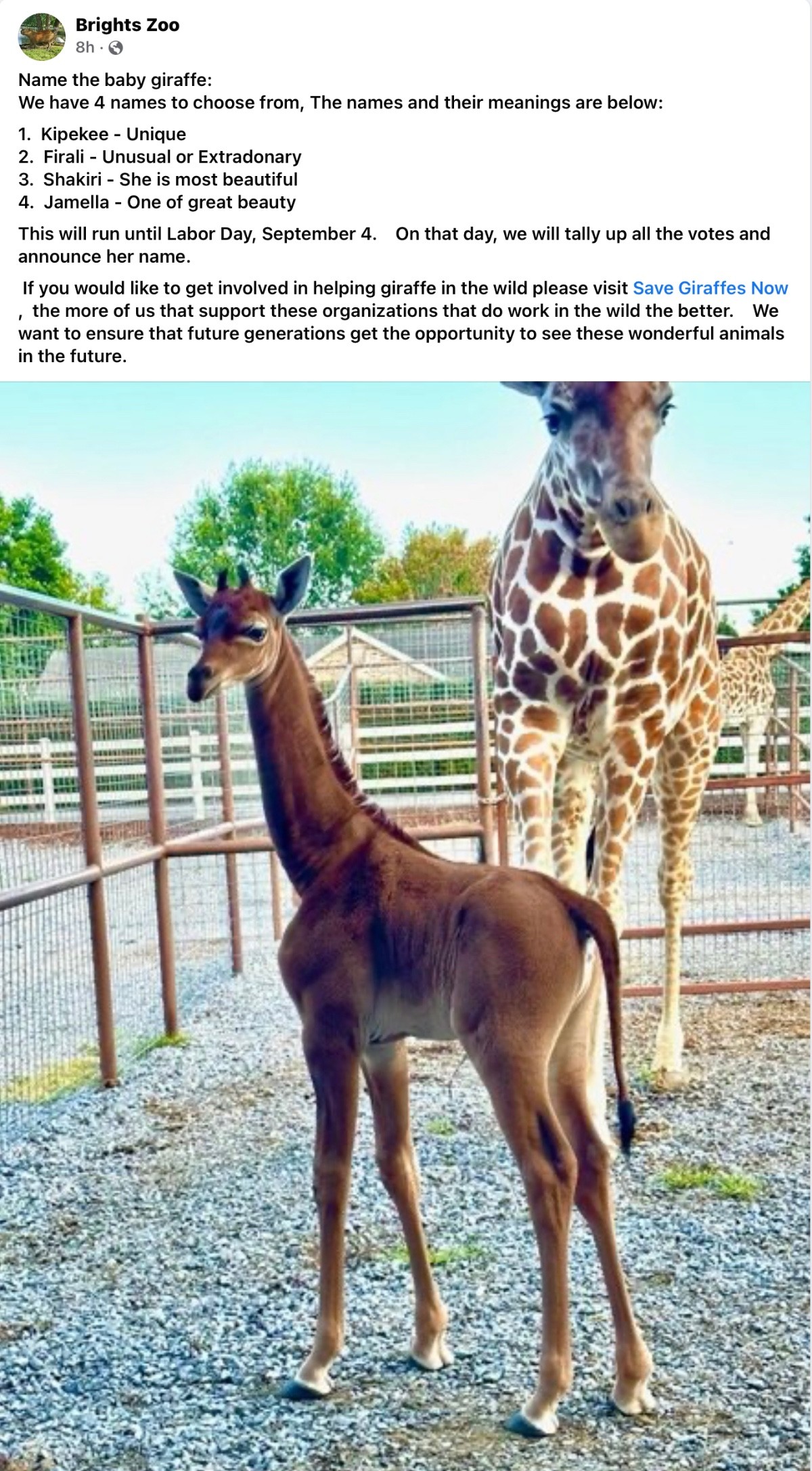 Rare spotless giraffe born at Tennessee zoo believed to be only