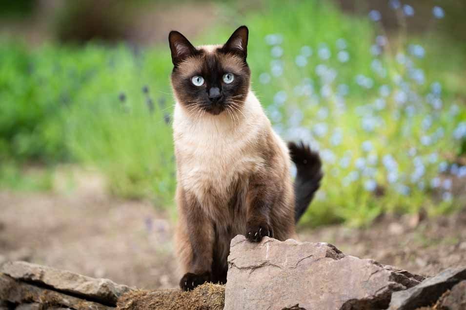 Interesting facts about Siamese cats...