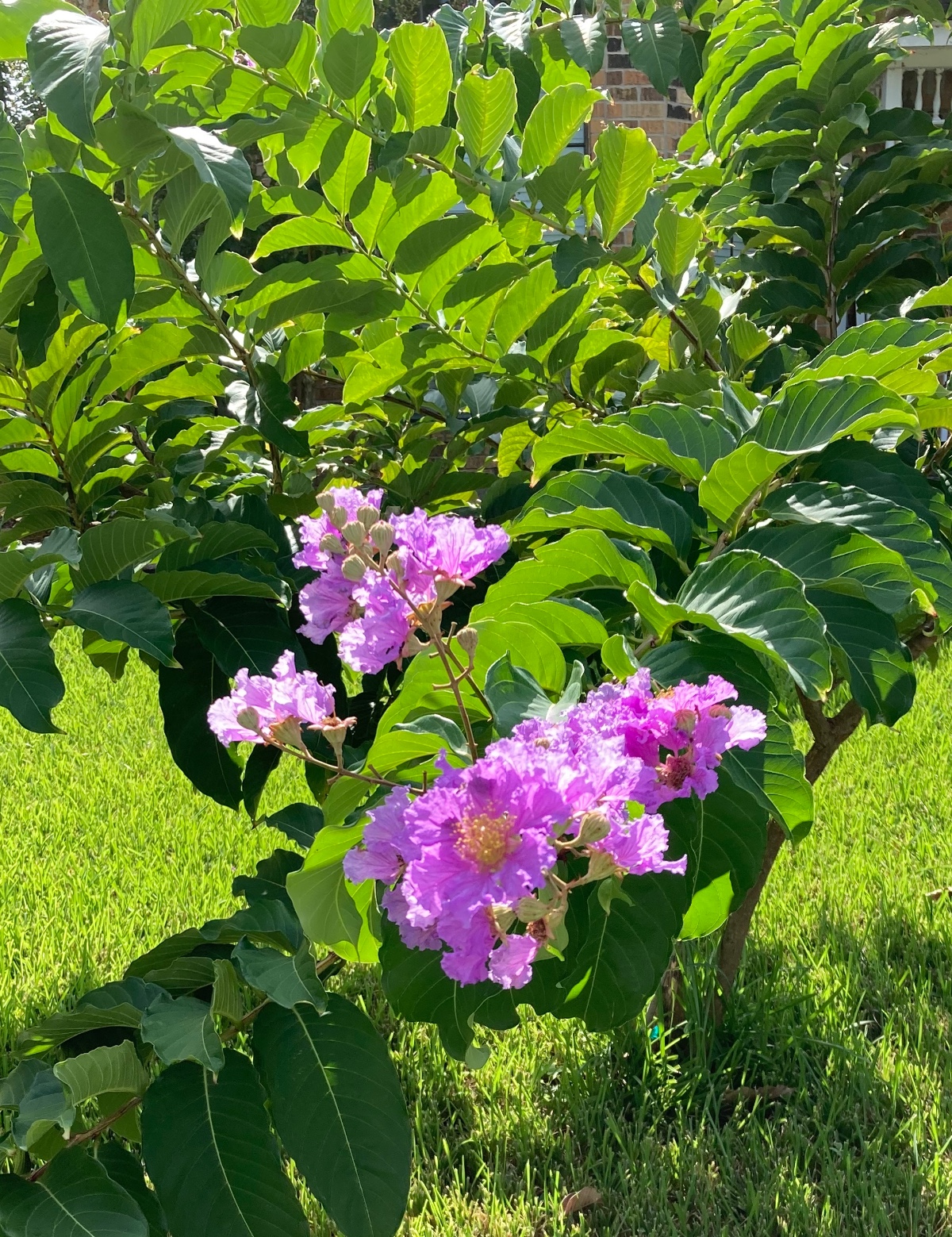 Queen's Creep Myrtle