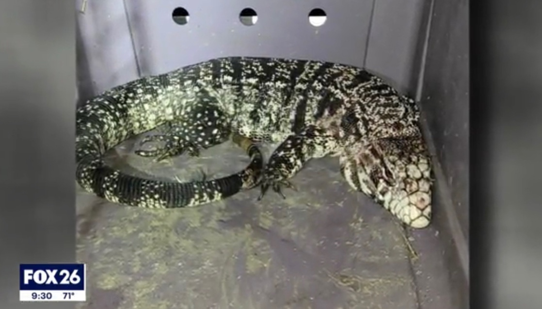 Woman says 25-pound exotic lizard attacked her dog in Willis