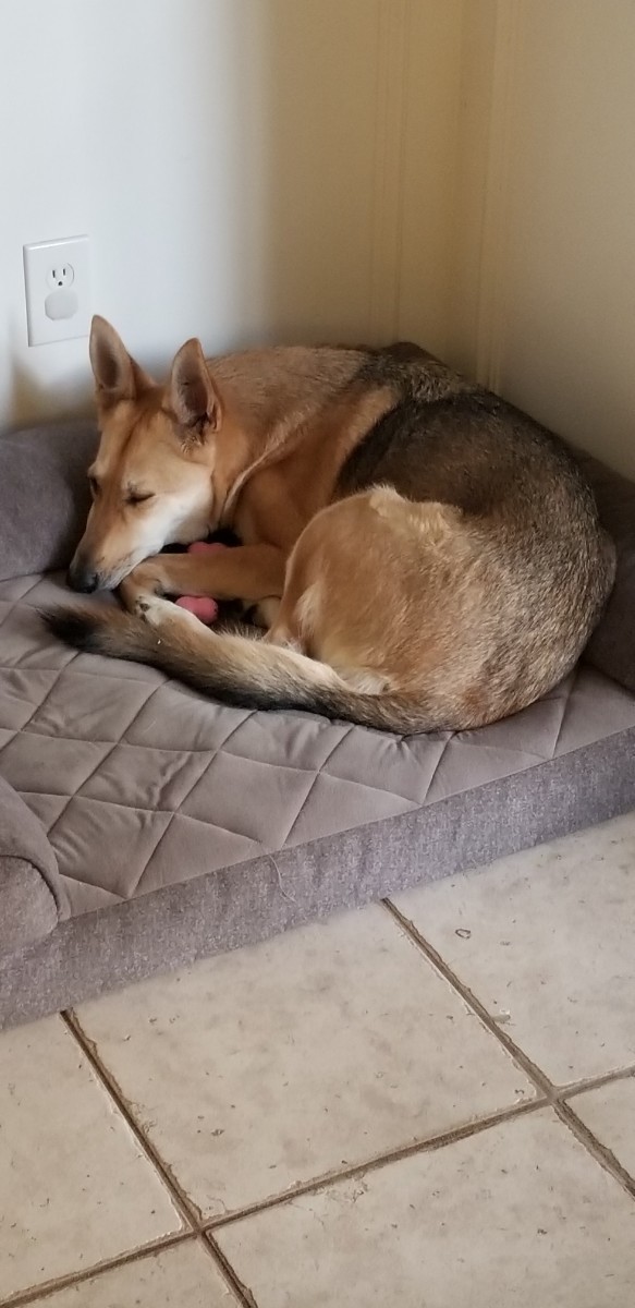 Need to rehome our dog ASAP. Please send a text to 832-762-9146