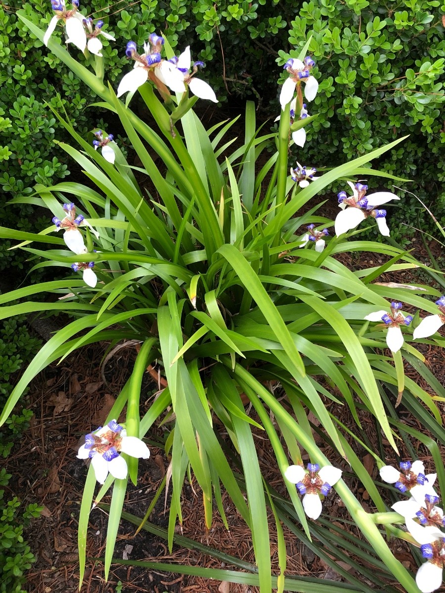 My walking iris is blooming!!