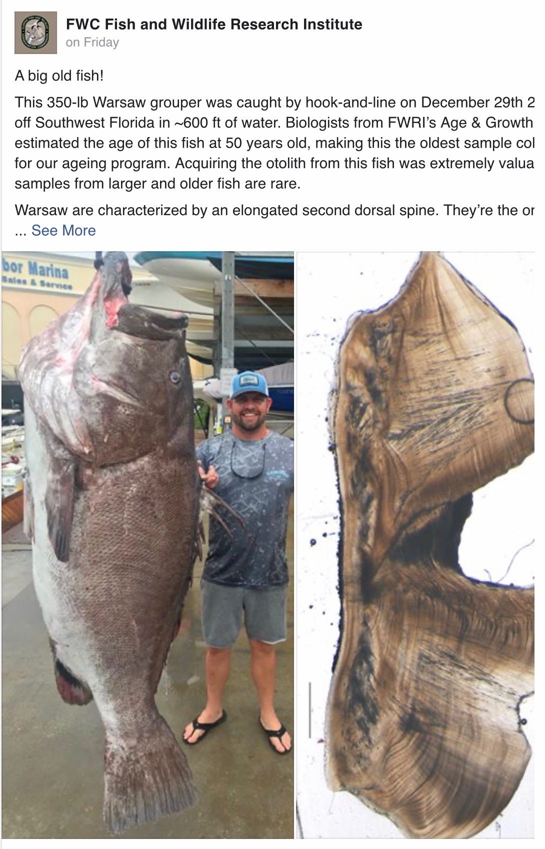'A big old fish!': 350-pound grouper caught in Southwest Florida