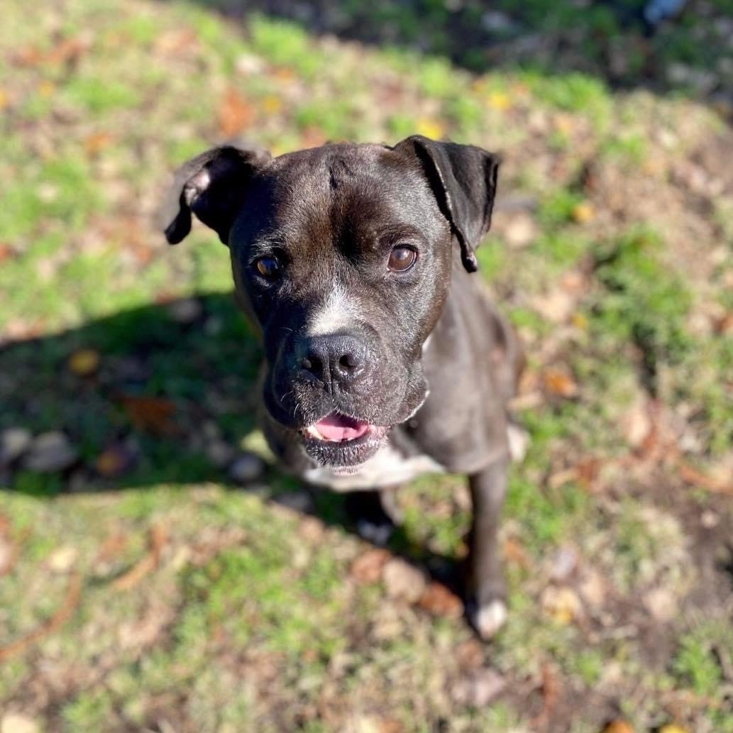 Calling all Boxer lovers - come to MCAS and meet Riggs!